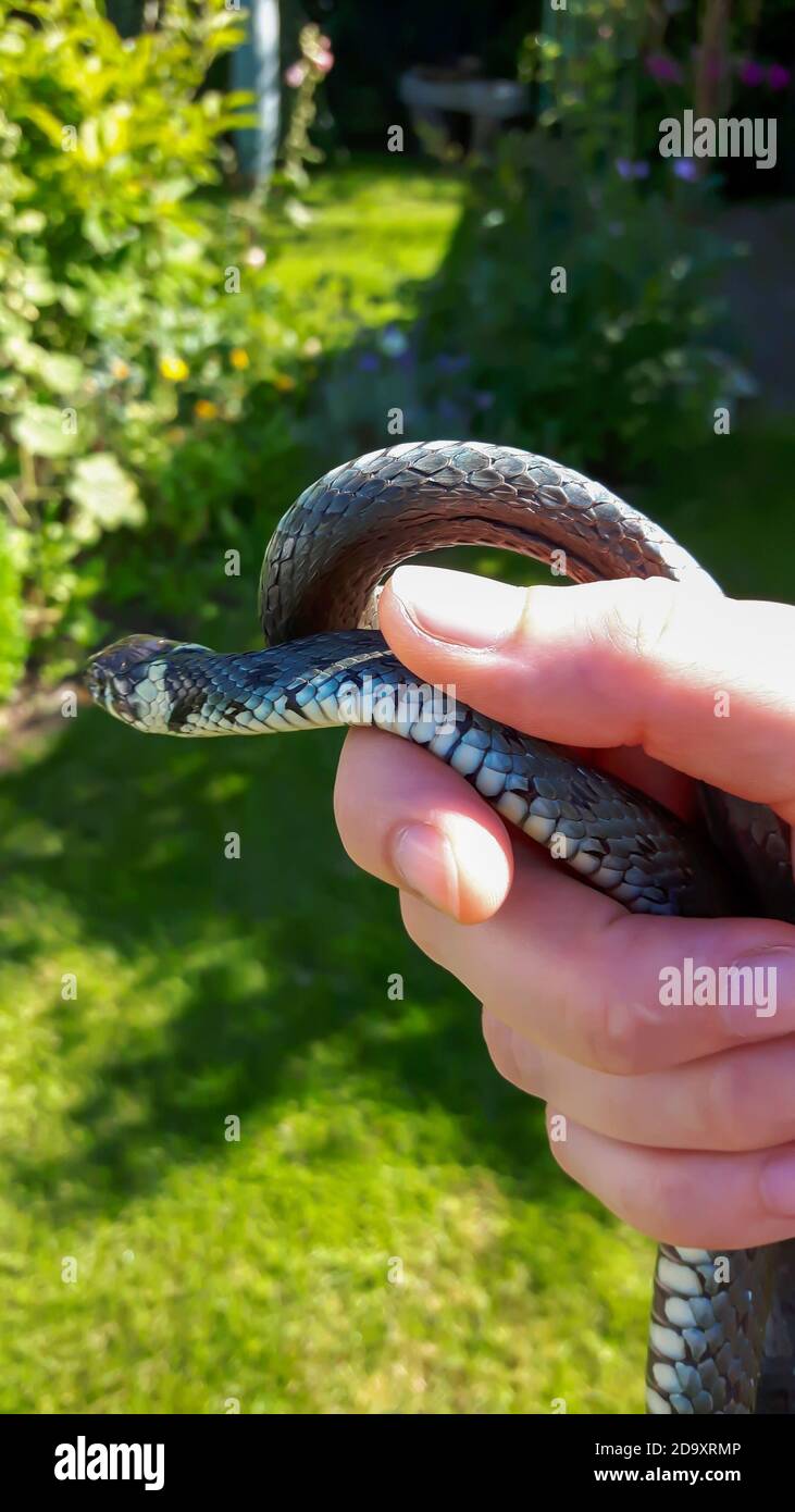 Closeup of a hand holding a snake Stock Photo - Alamy
