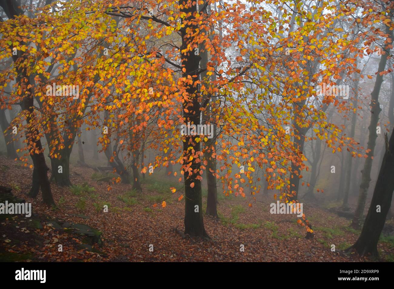 Beech Trees in misty woods, Hebden Bridge, Calderdale, West Yorkshire ...