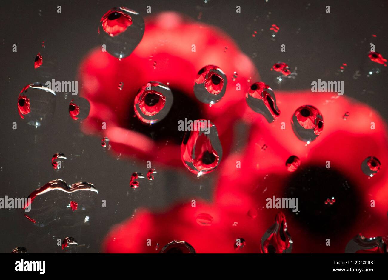 Poppies in the Remembrance Garden at the Royal British Legion in ...