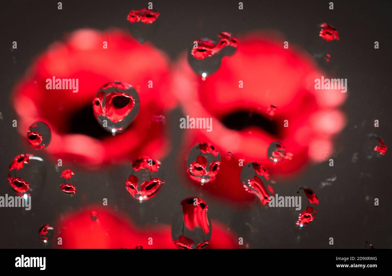 Poppies in the Remembrance Garden at the Royal British Legion in ...