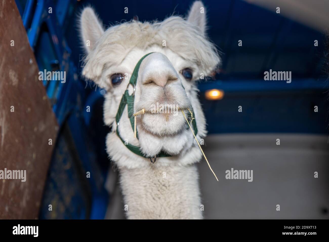 A beautiful white Alpaca in the back of a van chewing on straw Stock ...