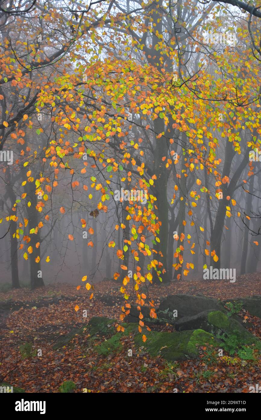 Beech Trees in misty woods, Hebden Bridge, Calderdale, West Yorkshire ...