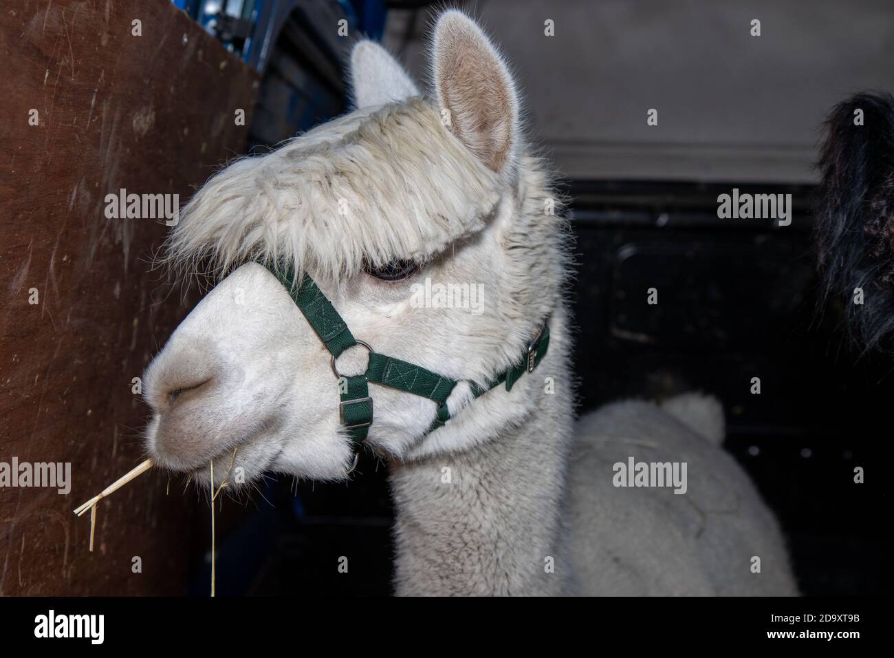 A beautiful white Alpaca in the back of a van chewing on straw Stock ...