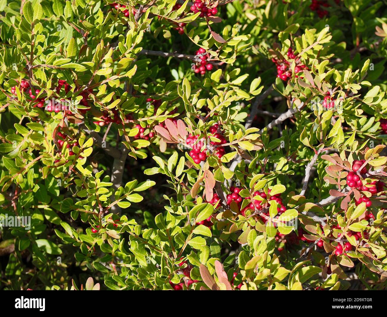 Fat as bush medicine hi-res stock photography and images - Alamy