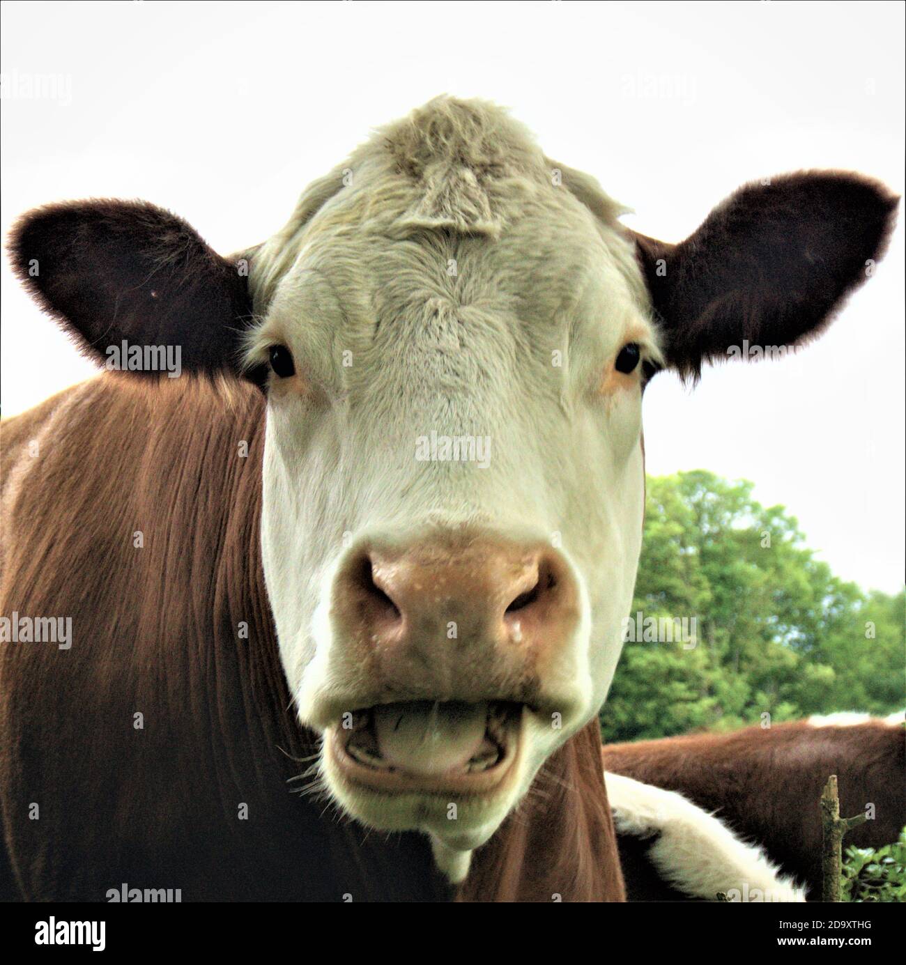 Happy Cow High Resolution Stock Photography and Images - Alamy