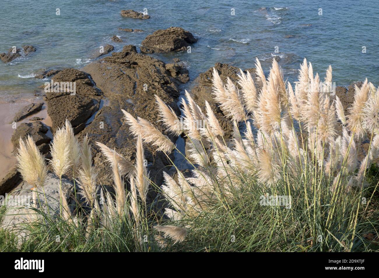 Reeds and Rocks on Coast, Loredo Beach; Santander; Cantabria; Spain ...