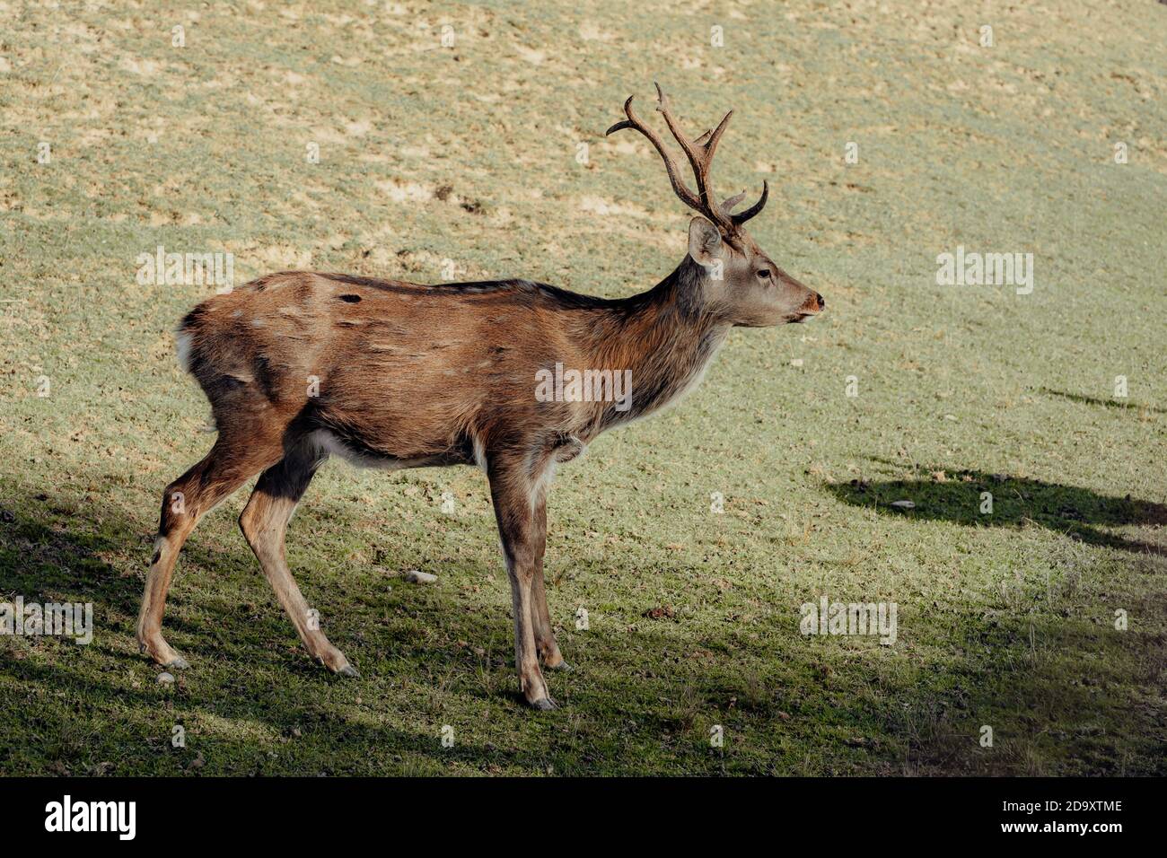 Wild deer nips grass in a green meadow. Nature, beautiful stag animals ...