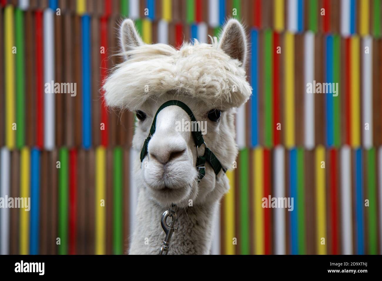 A beautiful white alpaca animal in the front of a rainbow building ...
