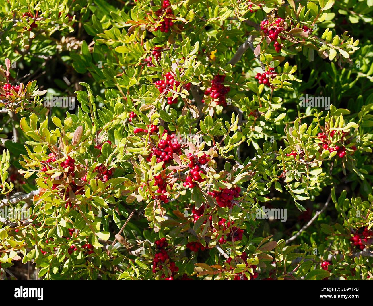 Macro of a bush with wild pistachios Stock Photo - Alamy