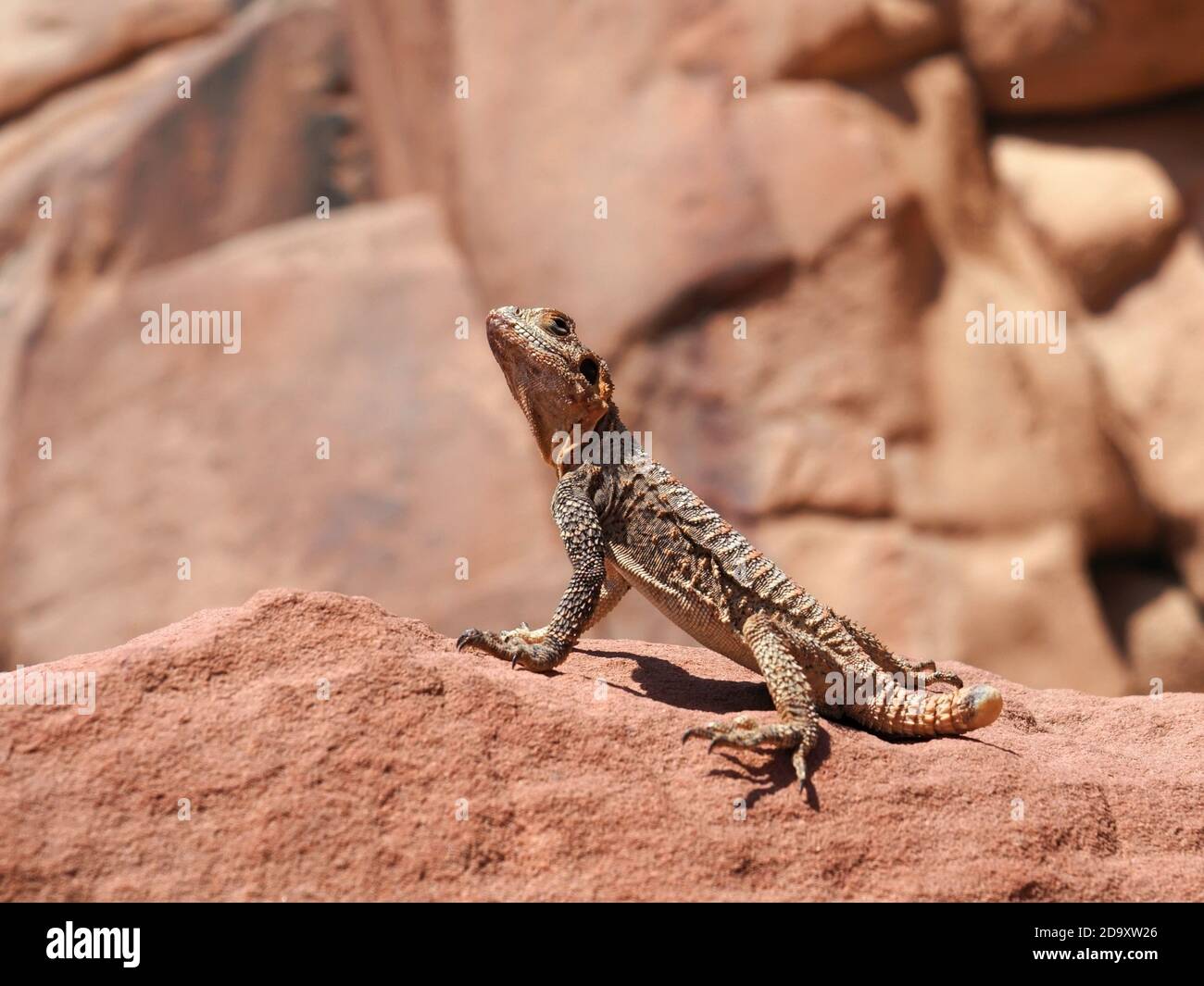 Starred agama (Stellagama stellio) also known as star lizard or ...