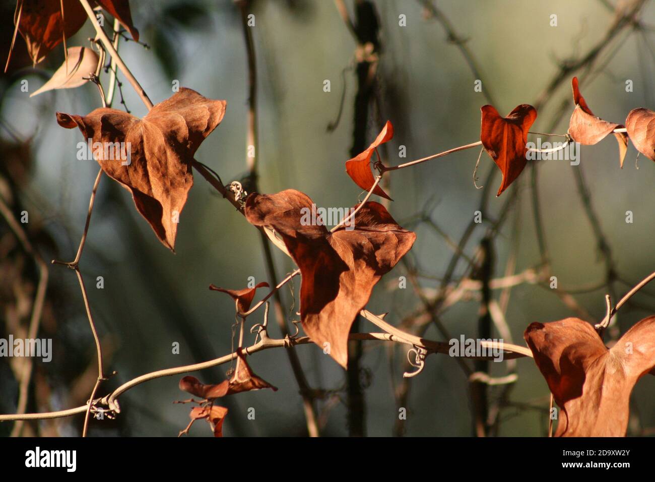 Dry leaves on tree branch Stock Photo - Alamy