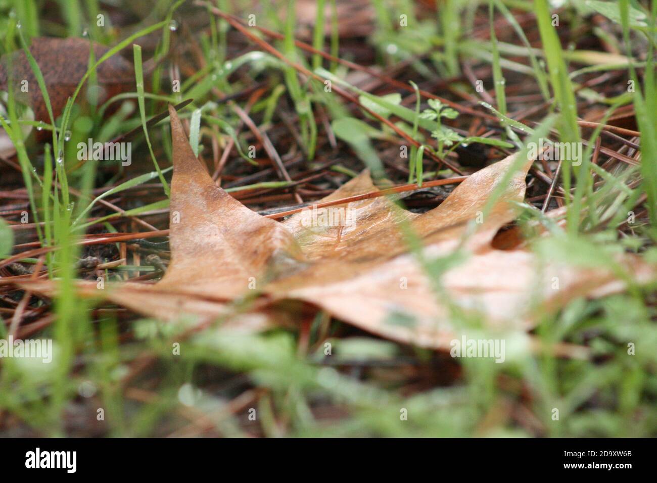 Autumn leaves on ground after fall Stock Photo - Alamy
