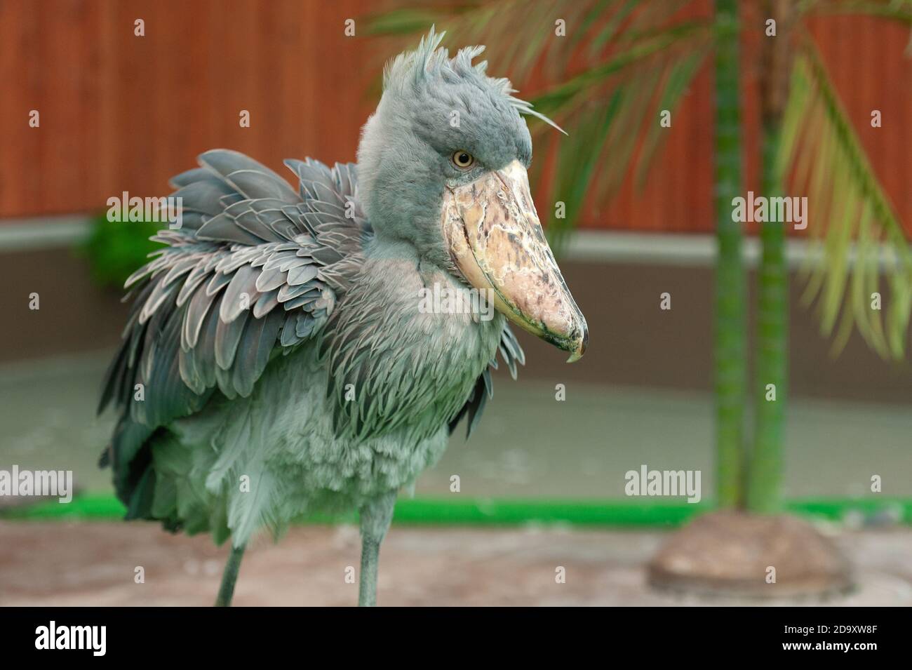 Awesome Looking Birds