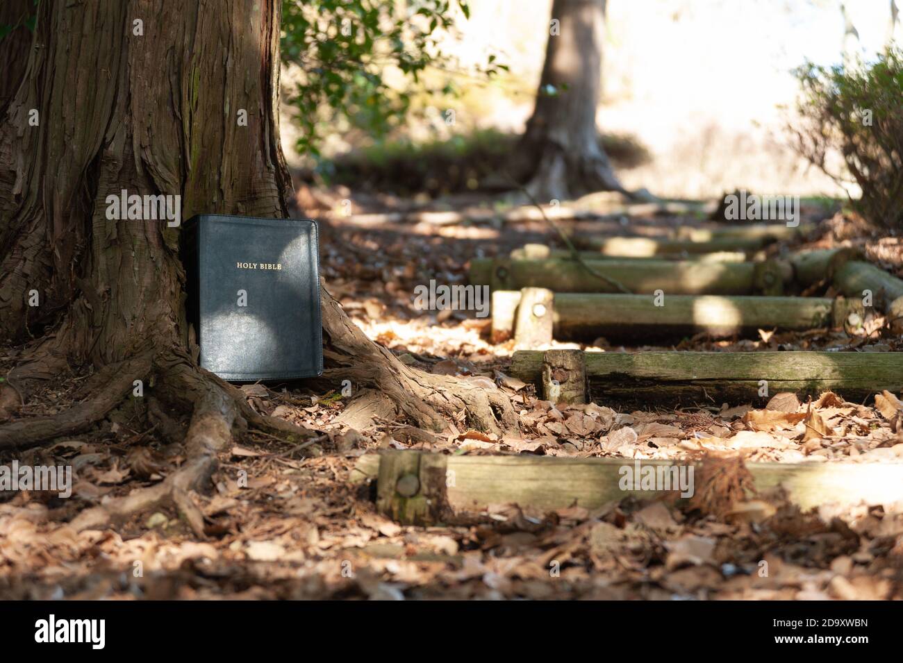 Holy Bible outdoors on the tree trunk next to a wooden ladder with ...