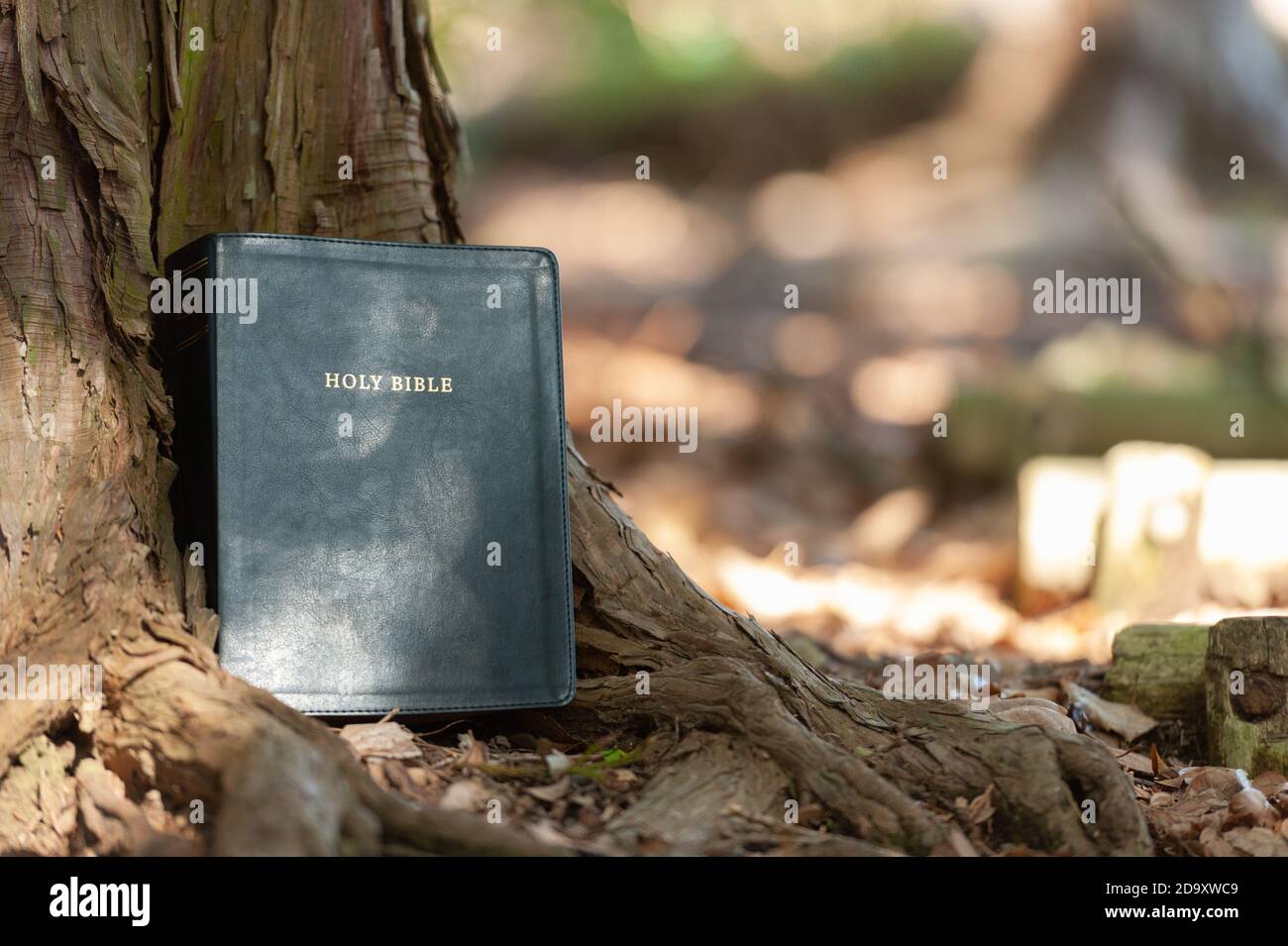 Holy Bible outdoors on the tree trunk and sunlight. Blurred background ...