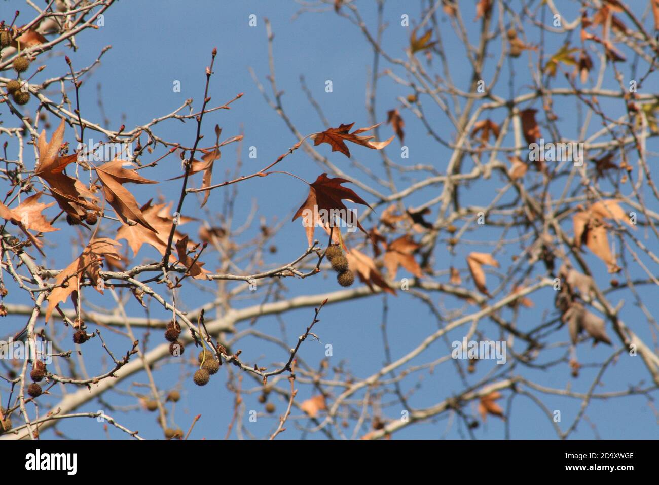 Dry leaves on tree branch Stock Photo - Alamy