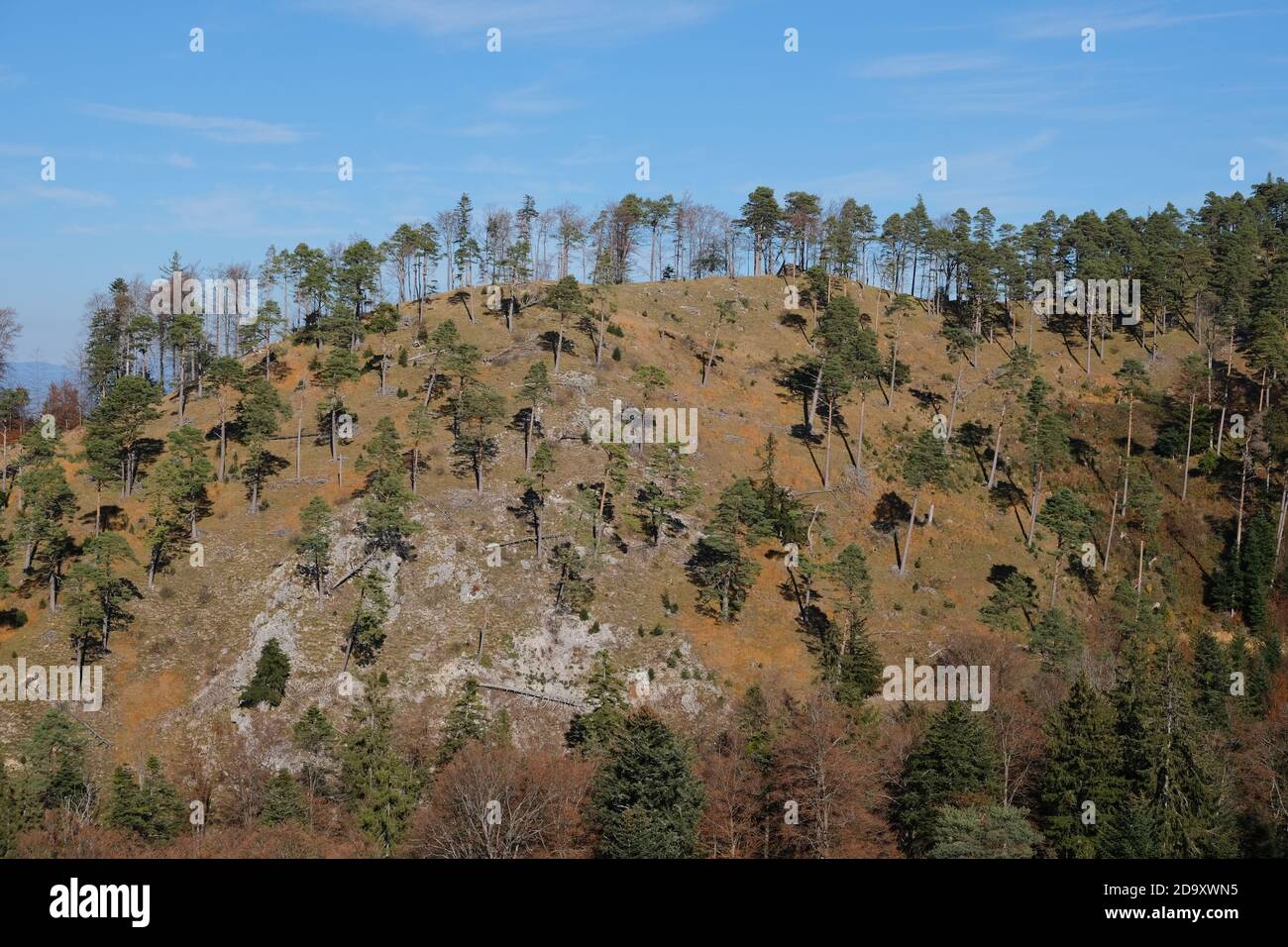 Aerial shot of a hill with trees and other plants under the clear sky ...