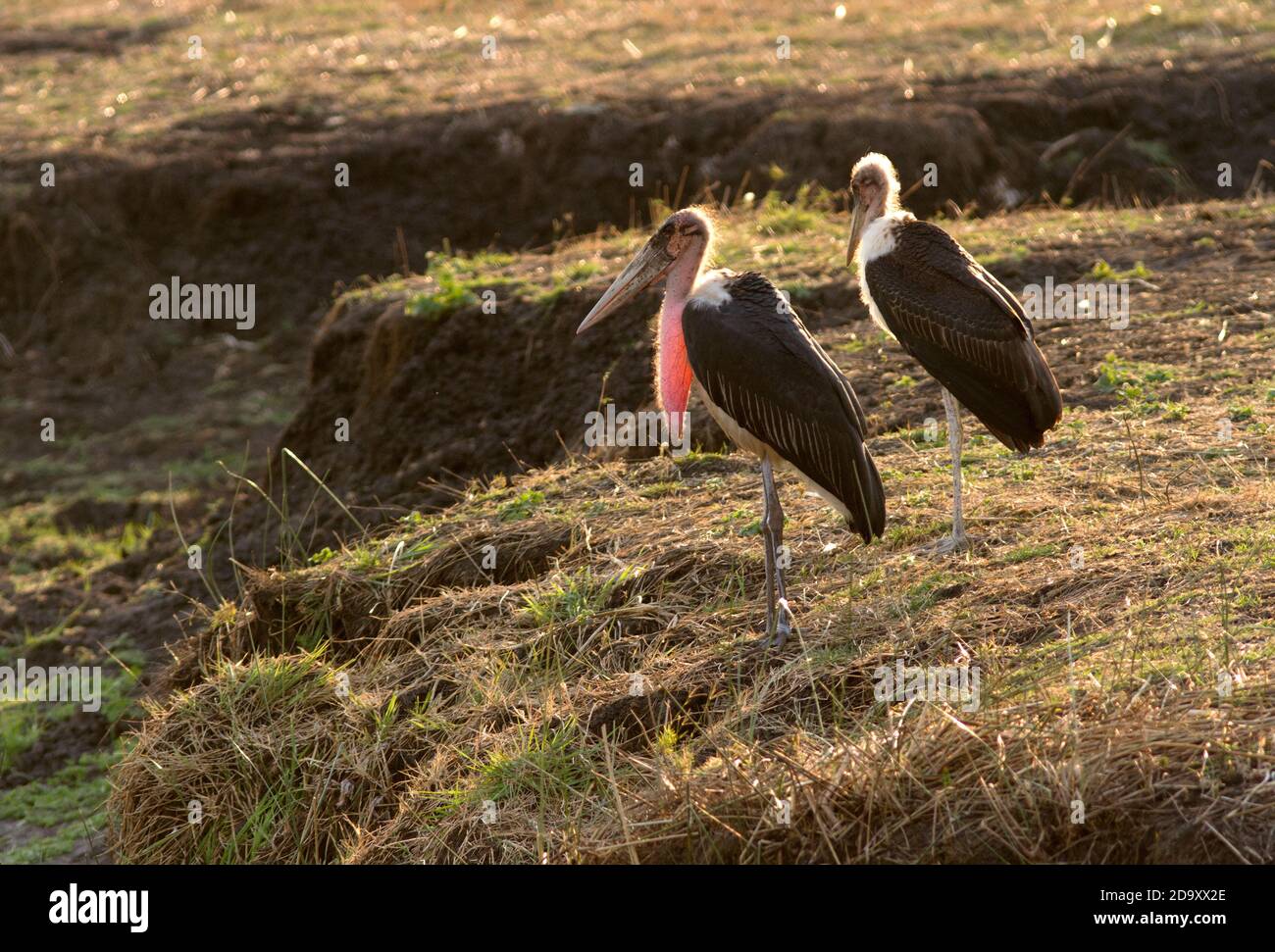 The backlighting shows the translucent skin of the gular sack which the ...