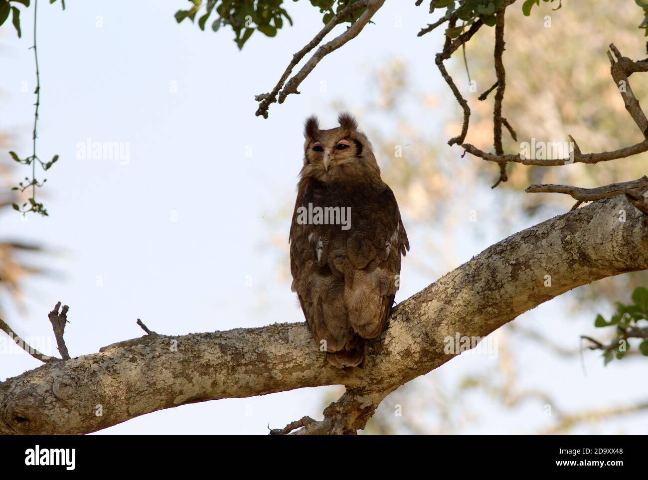 The Giant Eagle Owl is easy to identify as it a a very large member of ...