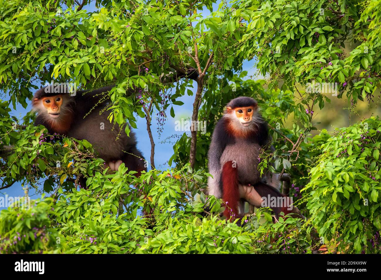 Tropical pygathrix nemaeus hi-res stock photography and images - Alamy