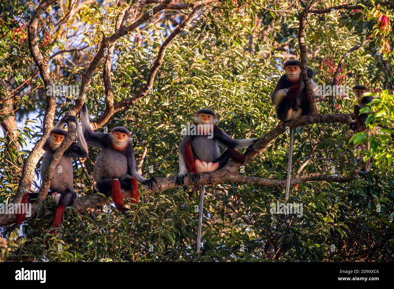 Tropical pygathrix nemaeus hi-res stock photography and images - Alamy