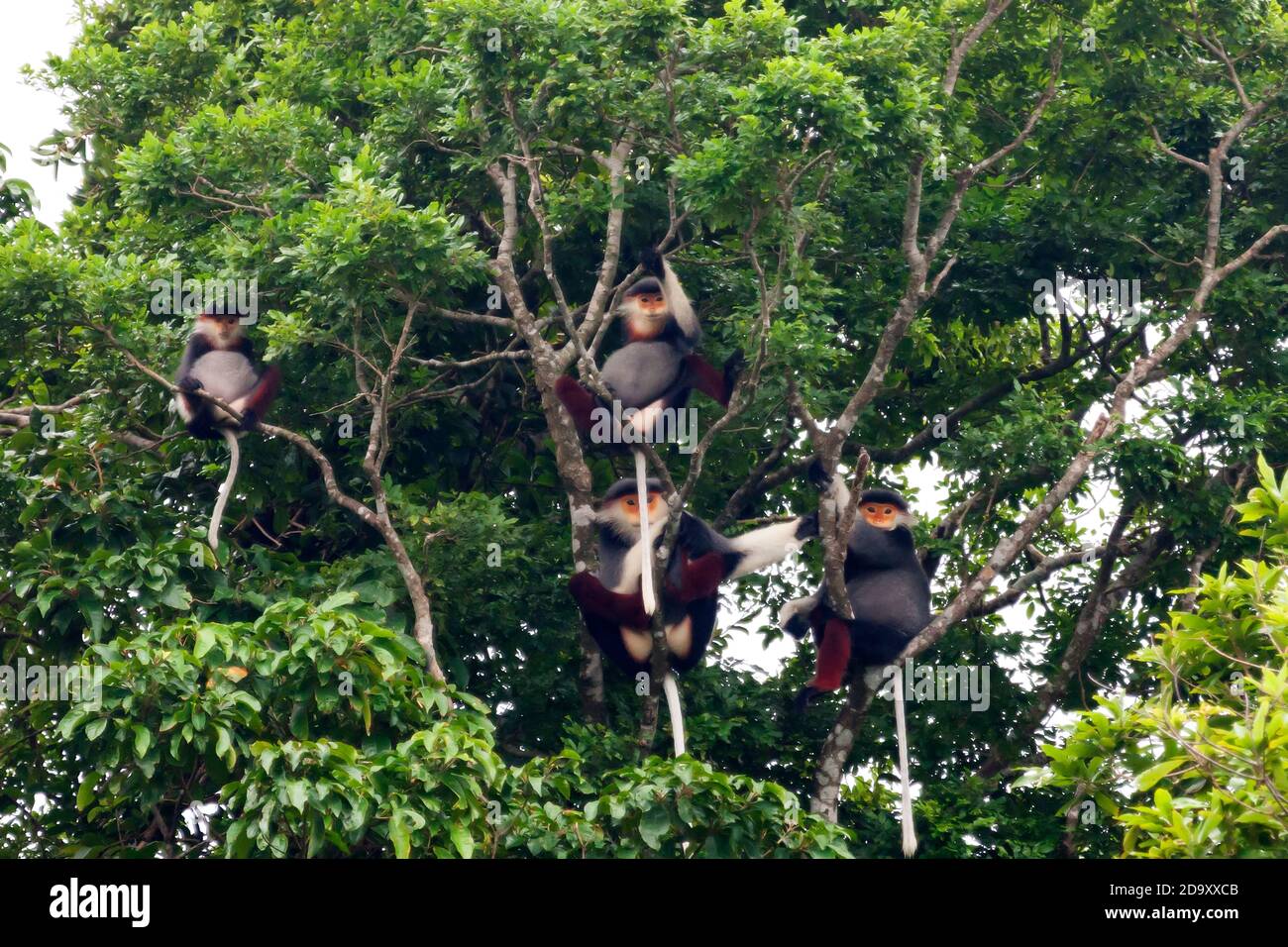 Pygathrix nemaeus in red list hi-res stock photography and images - Alamy