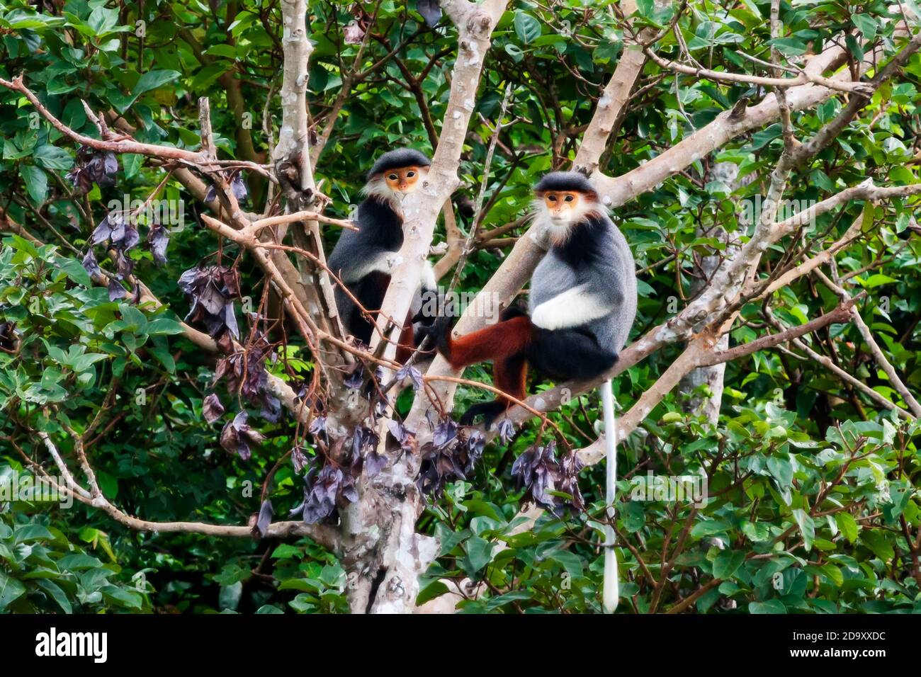 Pygathrix nemaeus in red list hi-res stock photography and images - Alamy