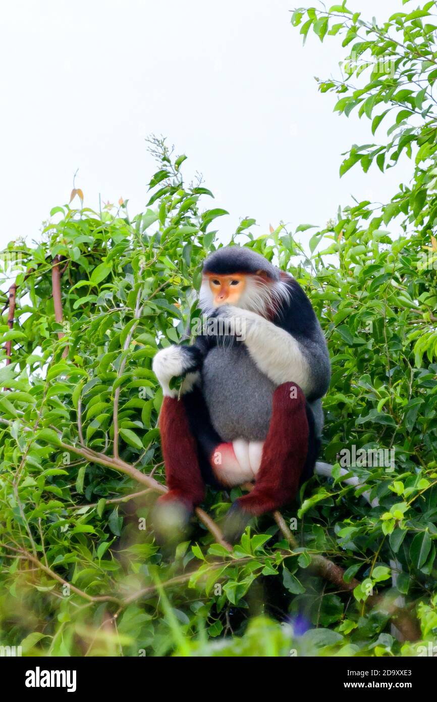 Pygathrix Nemaeus In Red List High Resolution Stock Photography and ...