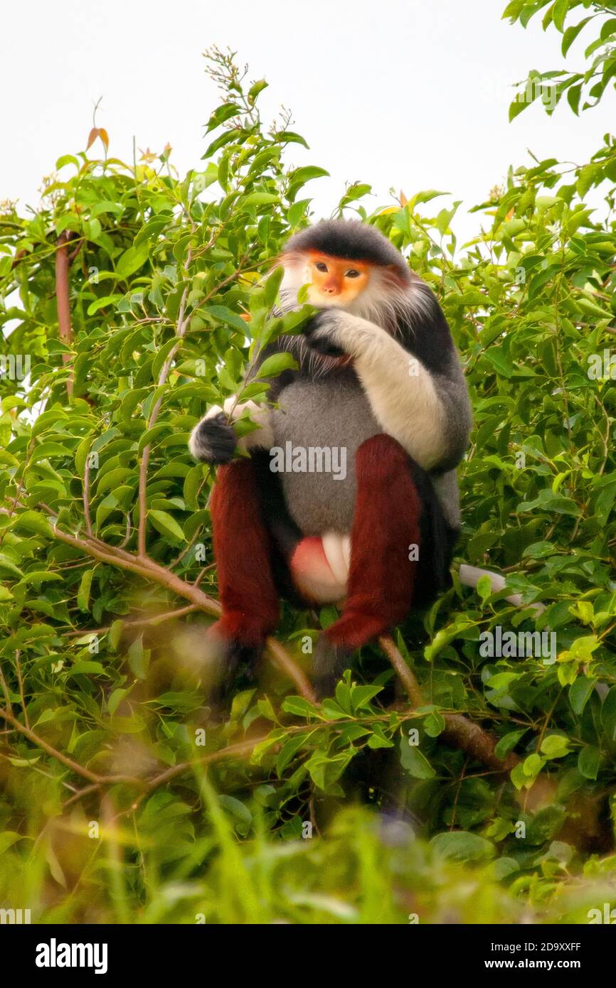 Pygathrix nemaeus in da nang hi-res stock photography and images - Alamy