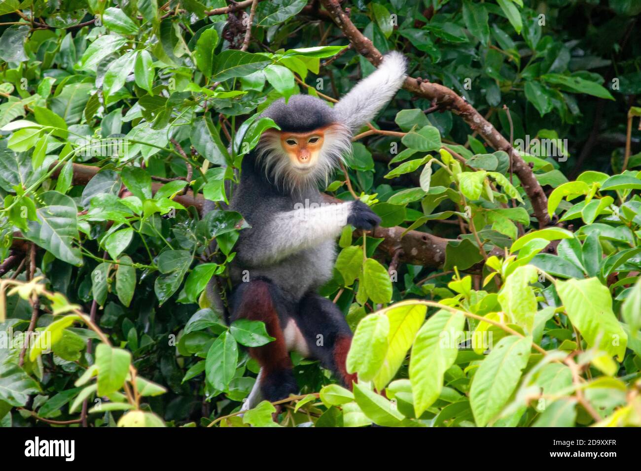 Pygathrix nemaeus in red list hi-res stock photography and images - Alamy