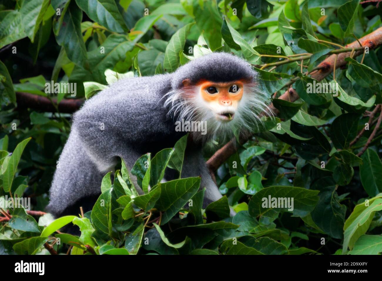 Pygathrix nemaeus in red list hi-res stock photography and images - Alamy