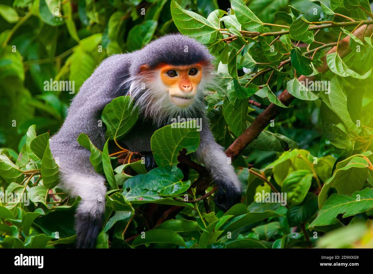 Pygathrix Nemaeus In Red List High Resolution Stock Photography and ...