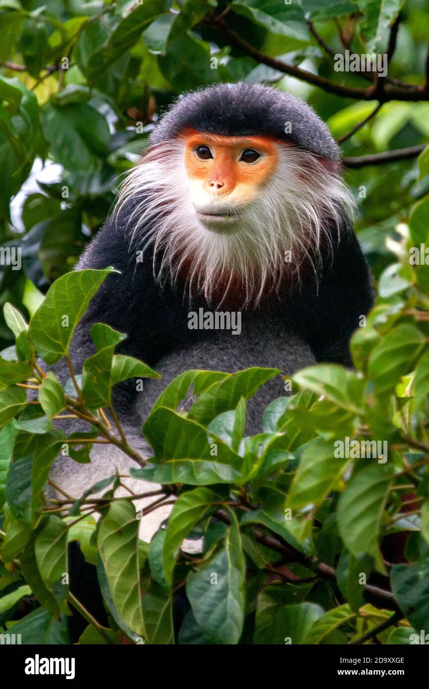 Tropical pygathrix nemaeus hi-res stock photography and images - Alamy