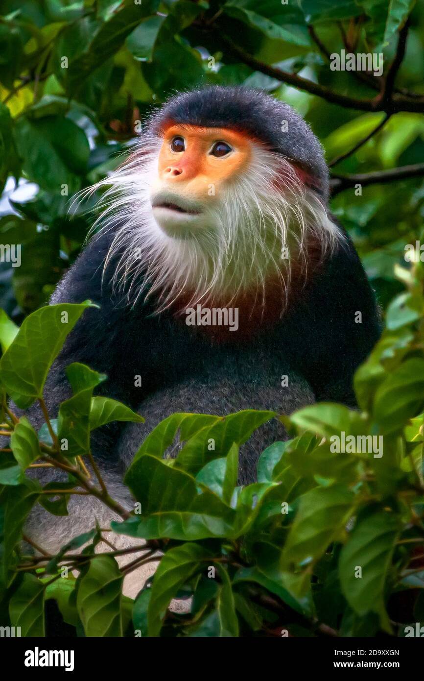 Pygathrix nemaeus in red list hi-res stock photography and images - Alamy