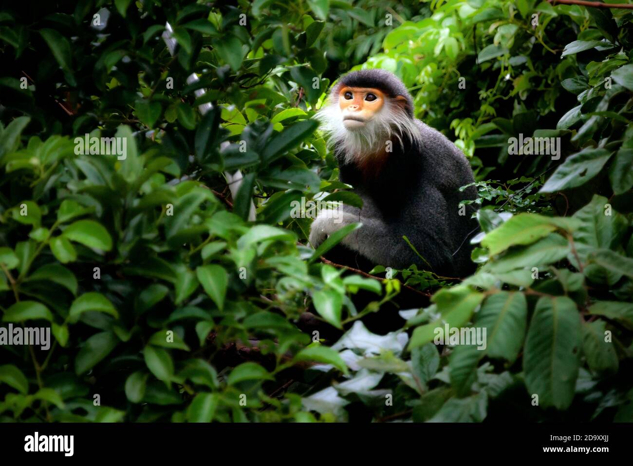Pygathrix nemaeus in red list hi-res stock photography and images - Alamy