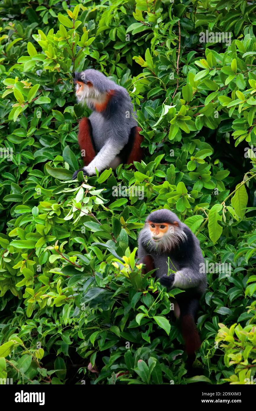 Pygathrix nemaeus in red list hi-res stock photography and images - Alamy