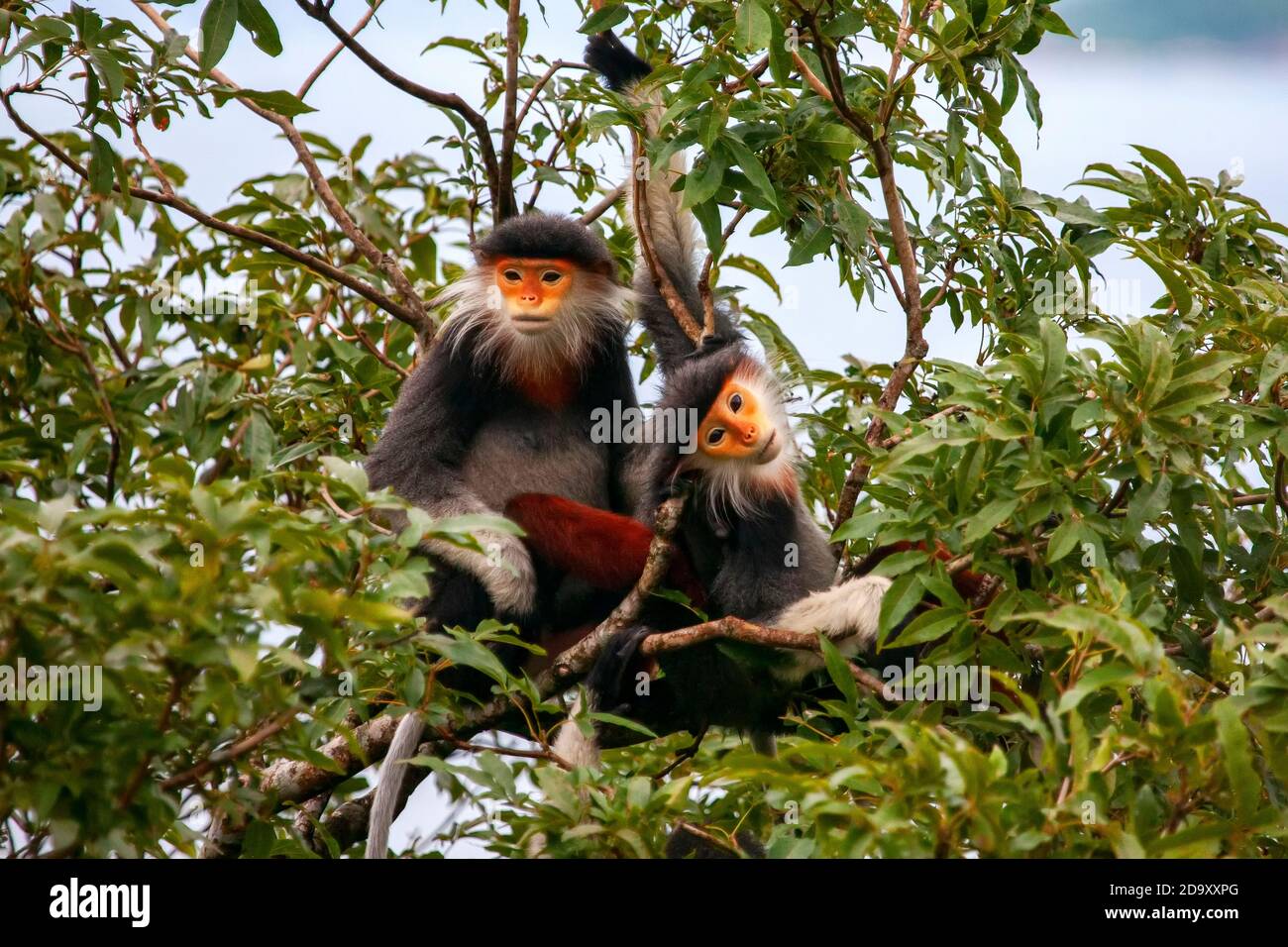 Pygathrix nemaeus in red list hi-res stock photography and images - Alamy