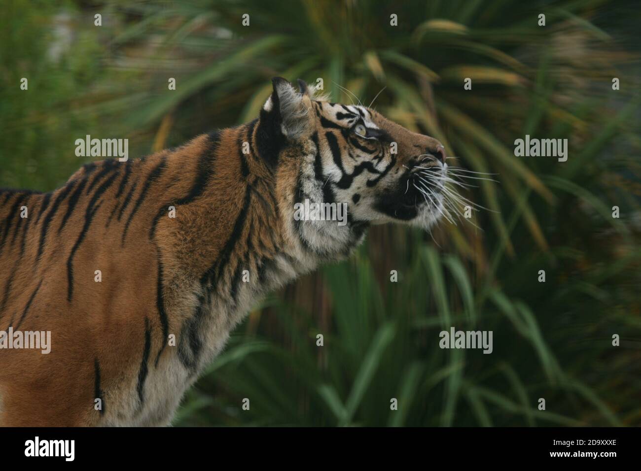 "Tiger", "head and shoulders", "staring", "intense", "concentration ...