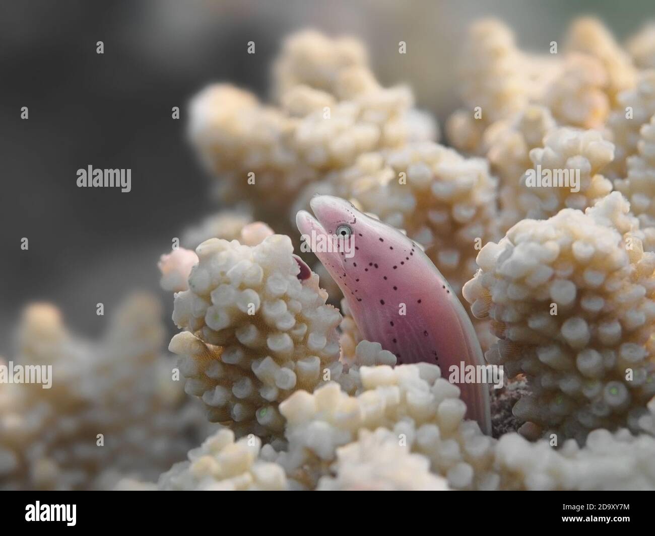 Juvenile grey moray eel fish at the corals of tropical sea Stock Photo ...