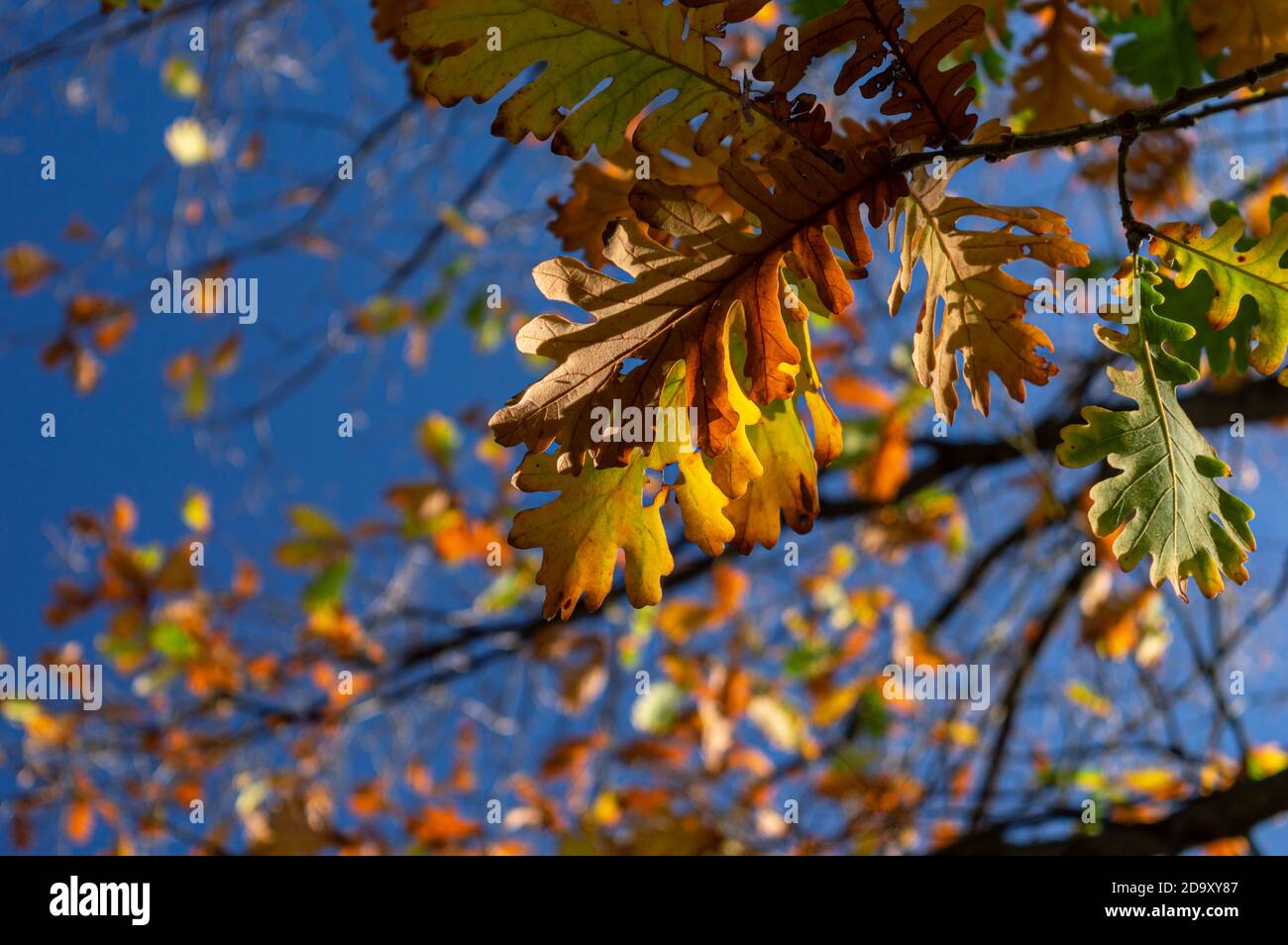 Bright colors in nature hi-res stock photography and images - Alamy