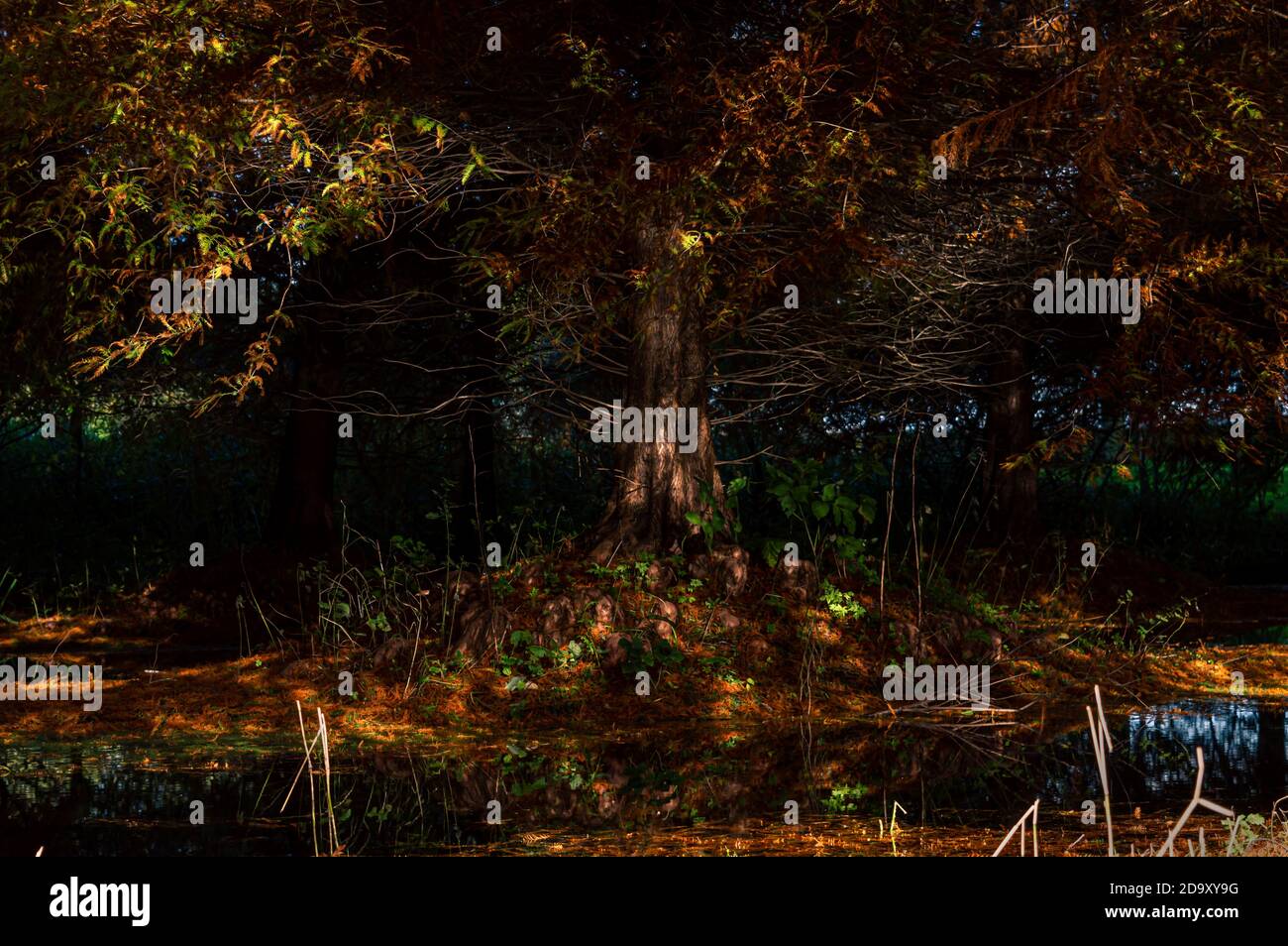 Marsh land tree in autumn colors touched by the morning sun rays Stock ...