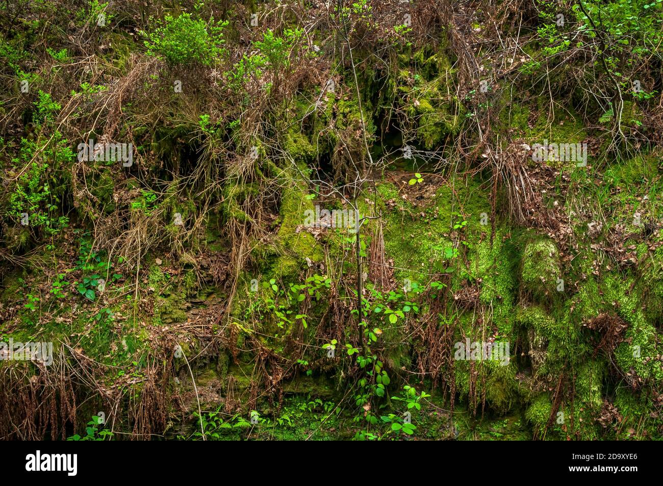 Detail of heather and small plants in a steeply-sloping stream bank in ...