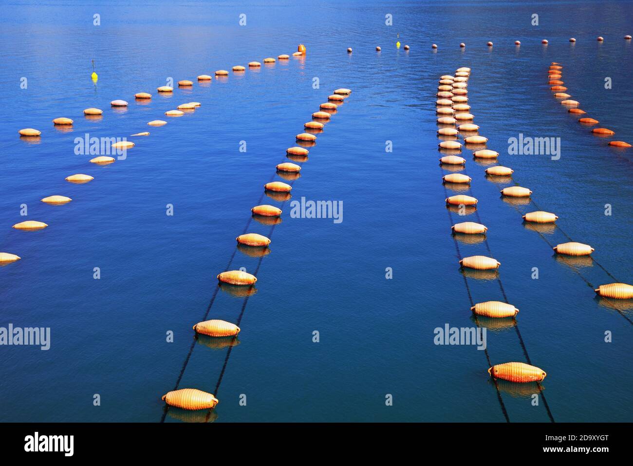 Mussel farm. Growing mussels, rope culture. Montenegro, Adriatic Sea ...