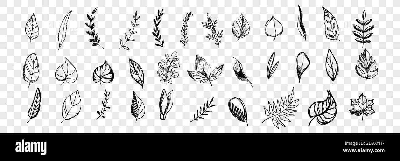 Different hand drawn tree leaves set collection Stock Vector Image ...