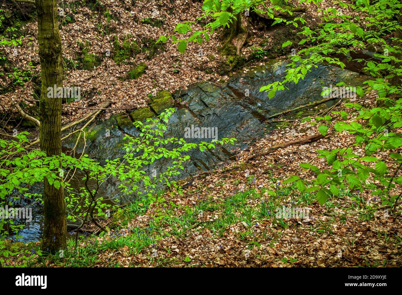 Small stream meandering through the trees in Blacka Plantation, ancient ...