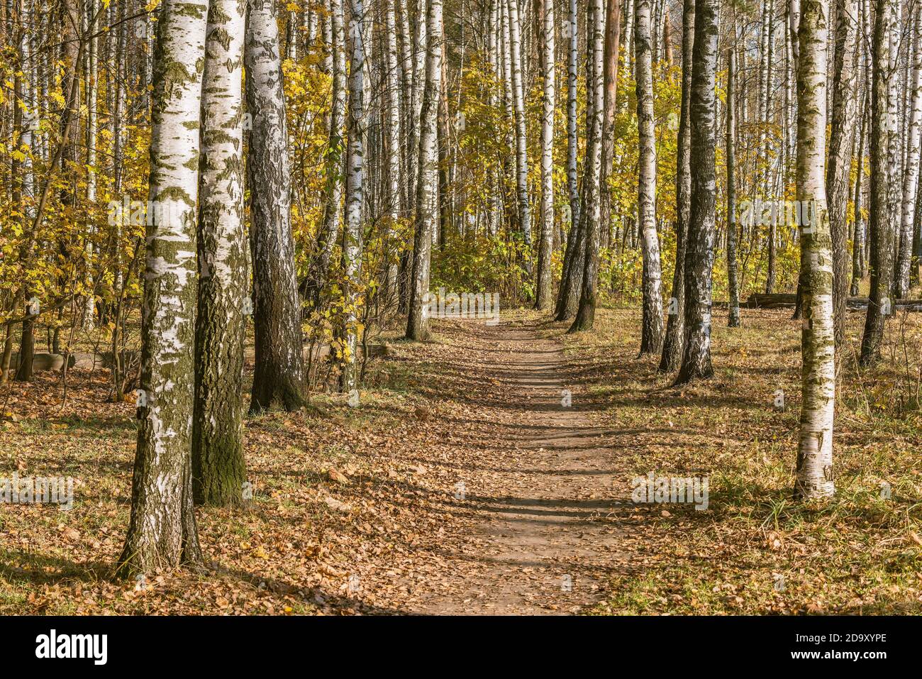 View of the autumn birch tree grove at day time. Russia Stock Photo - Alamy