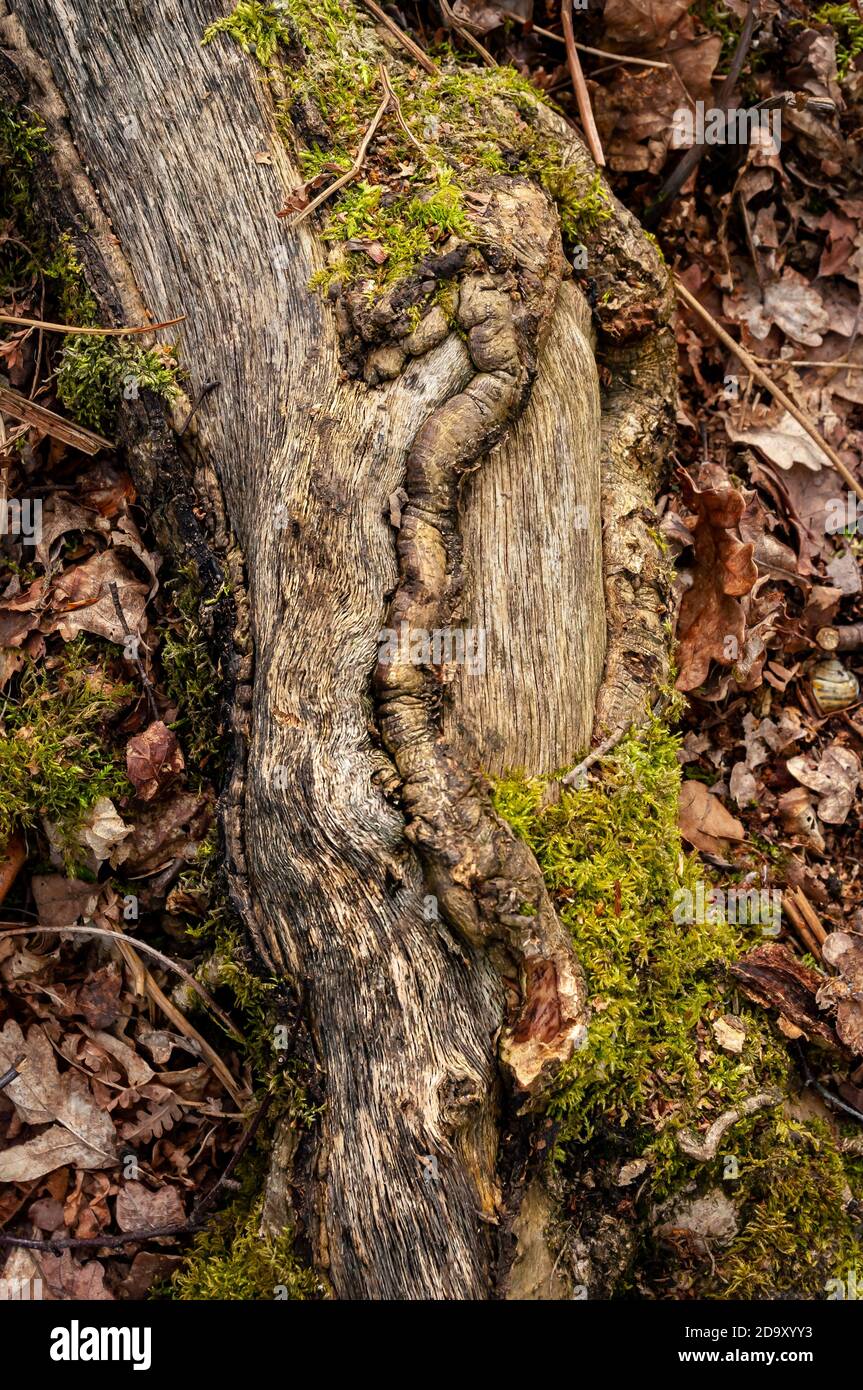 Attractive trunk of a dead tree with an old ivy stem still attached in ...