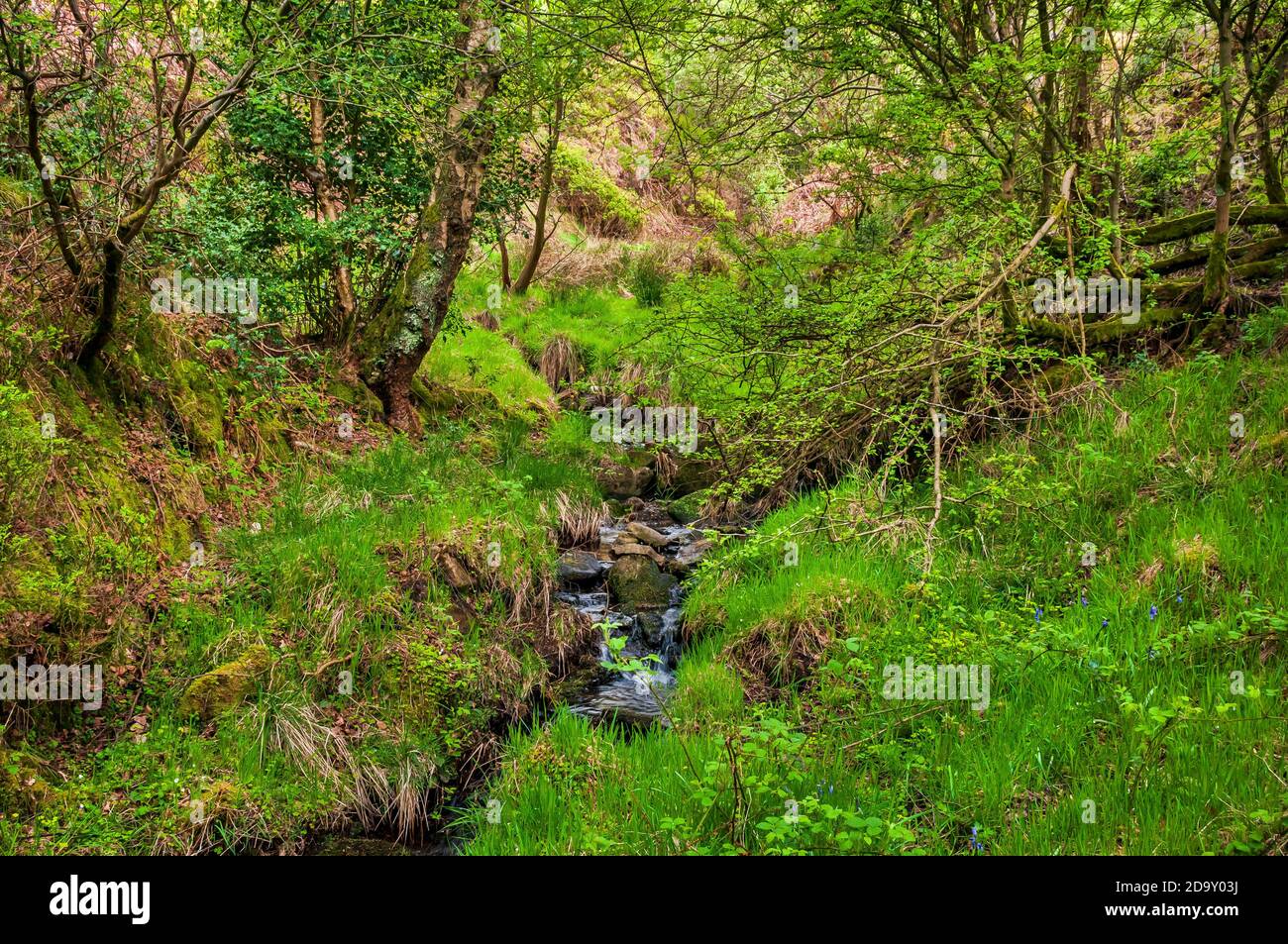 Small stream meandering through the trees in Blacka Plantation, ancient ...