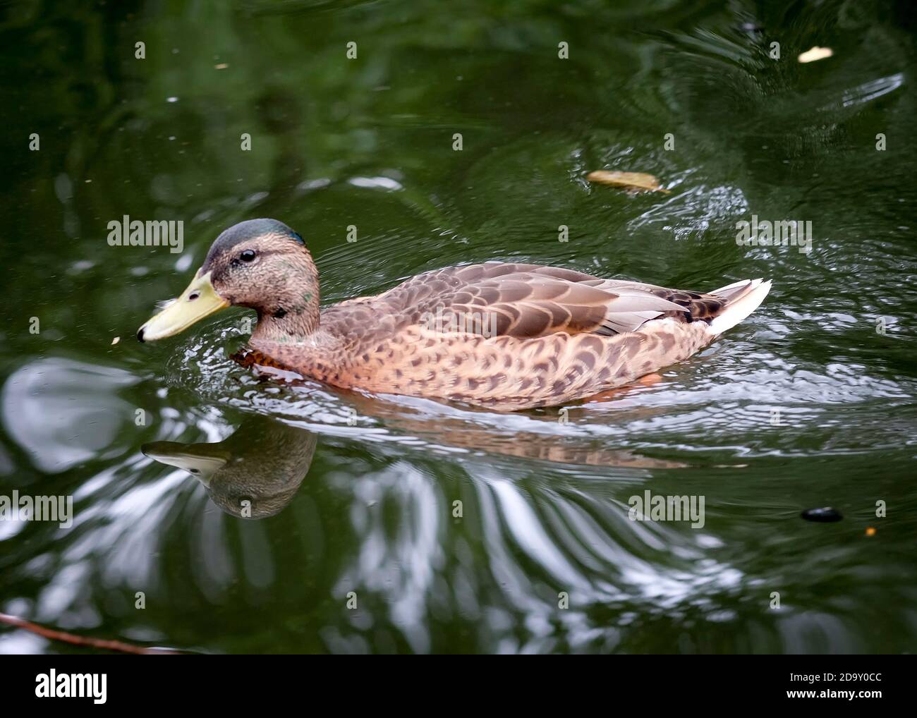 Berlin, Germany - Ducks swimming in the lake Stock Photo - Alamy