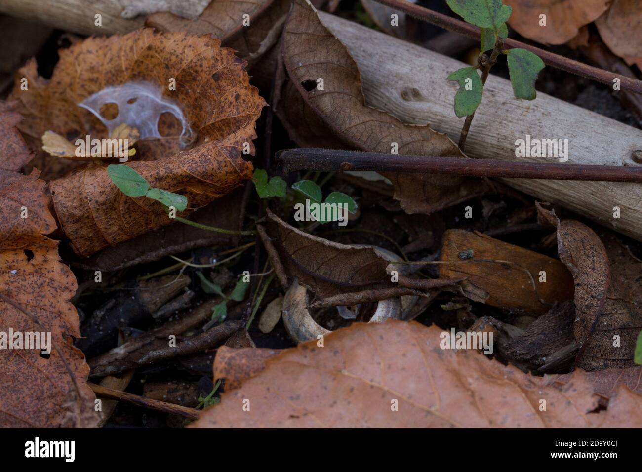 Natural decay hi-res stock photography and images - Alamy